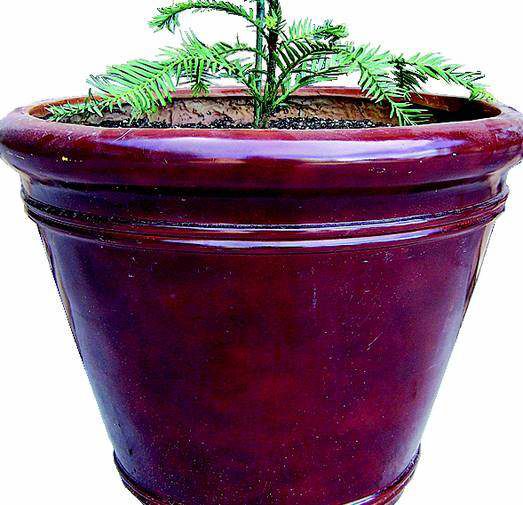 Tree that touched dinosaurs | The Bulletin