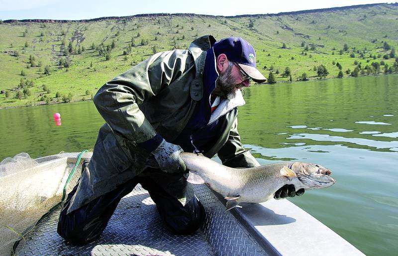 Big fish questions | The Bulletin