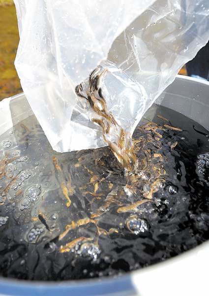 Letting the fish back into Whychus | The Bulletin