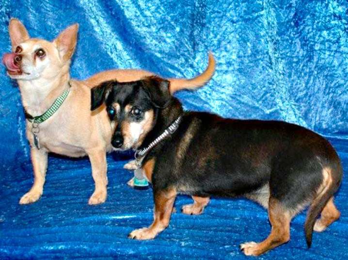 Meet Nut Meg and Baby Dog | The Bulletin