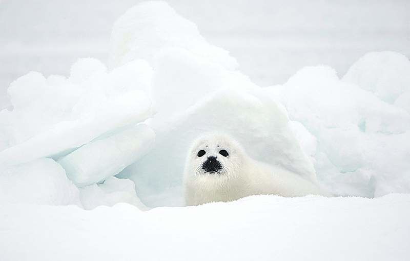 Only the best ice for my baby | The Bulletin