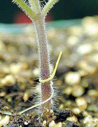 Plants that can recognize their kin? | The Bulletin