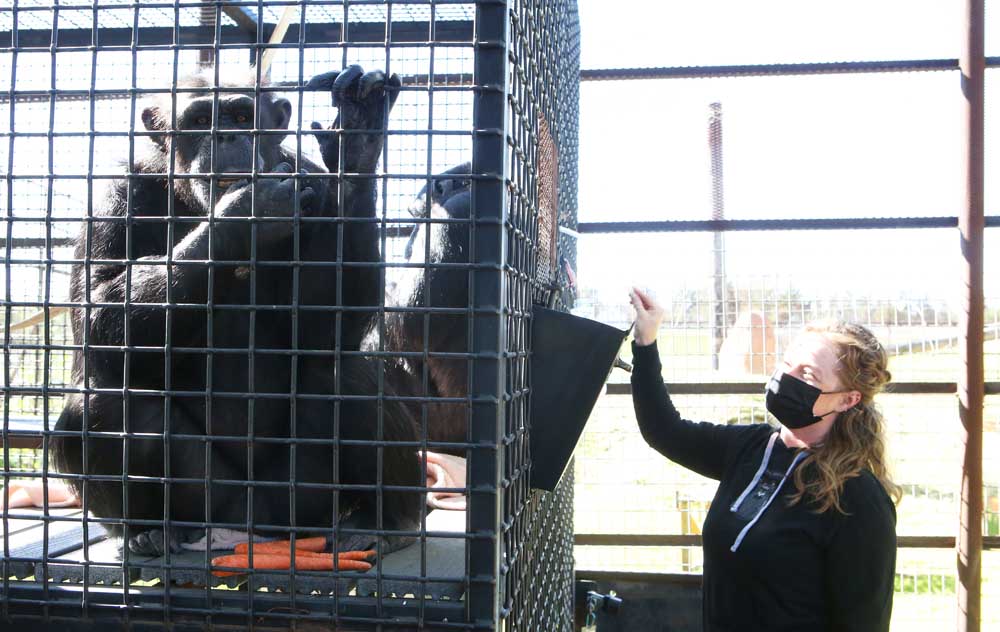 Bend chimp sanctuary closes, transferring chimps to facility in Texas ...