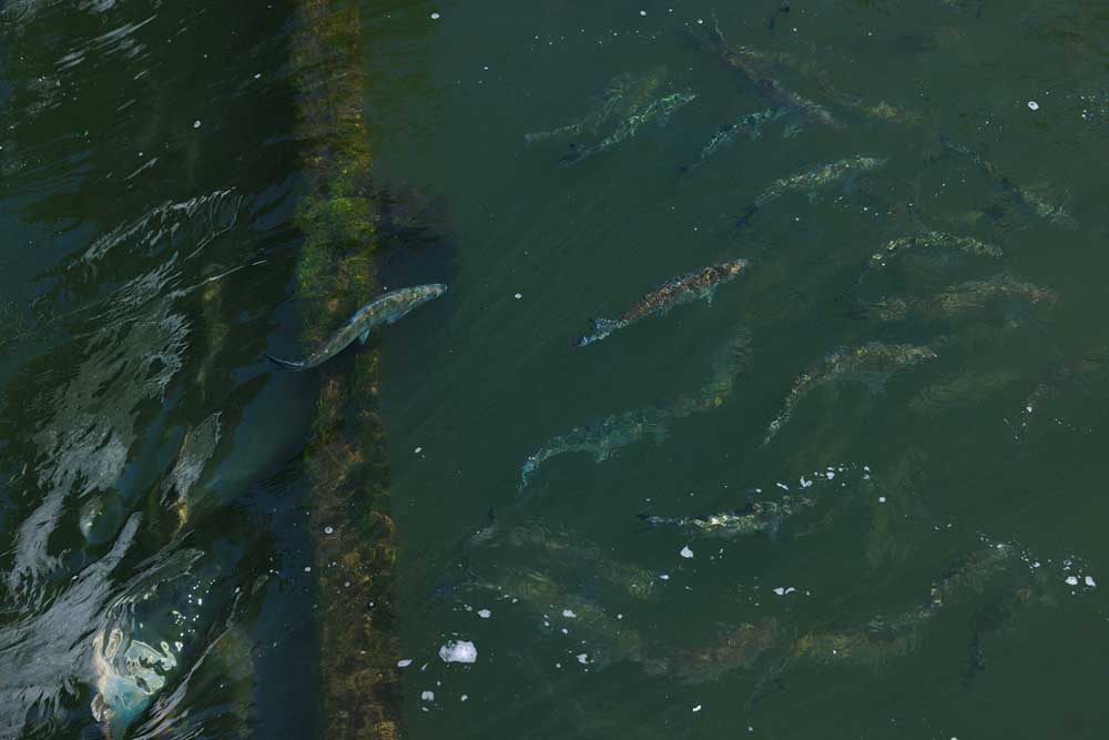 There’s a new top fish of the Columbia River — and it doesn’t mind the ...