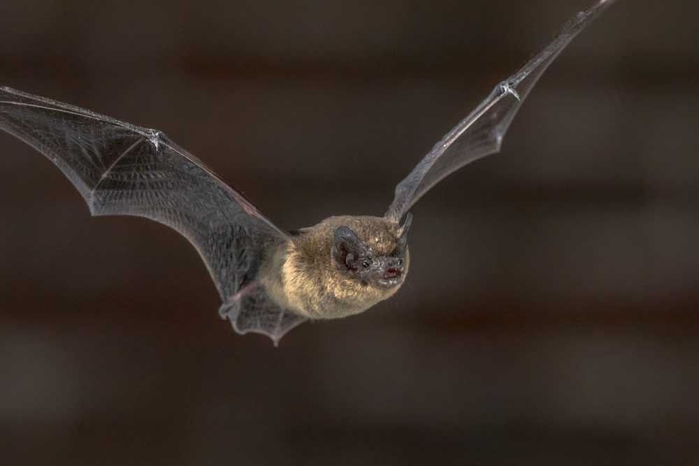 Bat found infected with rabies prompts local health warning | The Bulletin