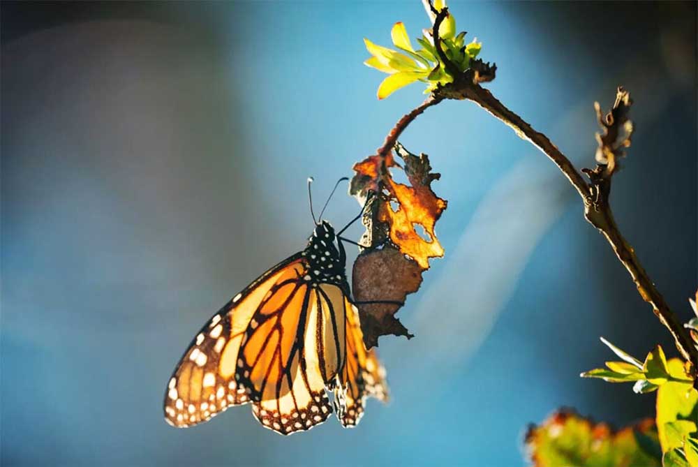 Fish and Wildlife proposes federal protection for monarch butterflies ...