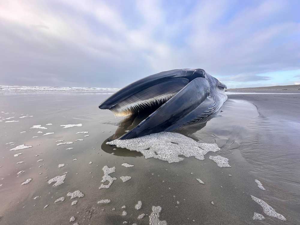 A beached fin whale in Oregon offers a rare glimpse of a giant | The ...