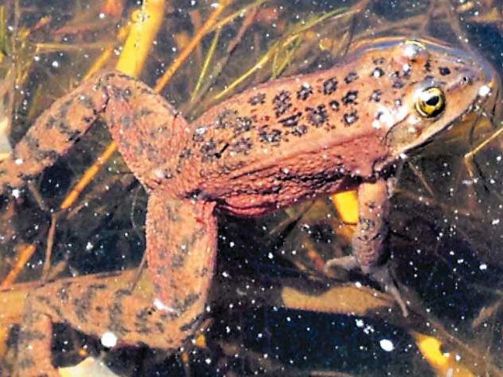 For Oregon spotted frogs in the Deschutes River, life finds a way | The ...