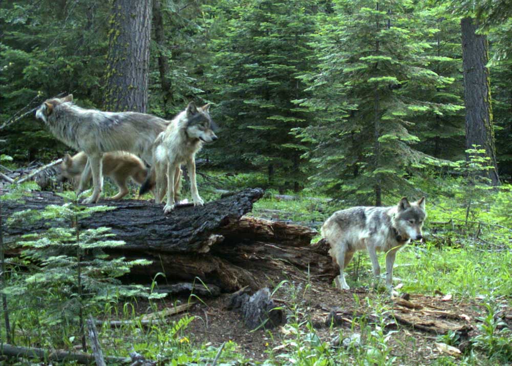 Oregon wolf report shows predators’ population growing, expanding | The ...