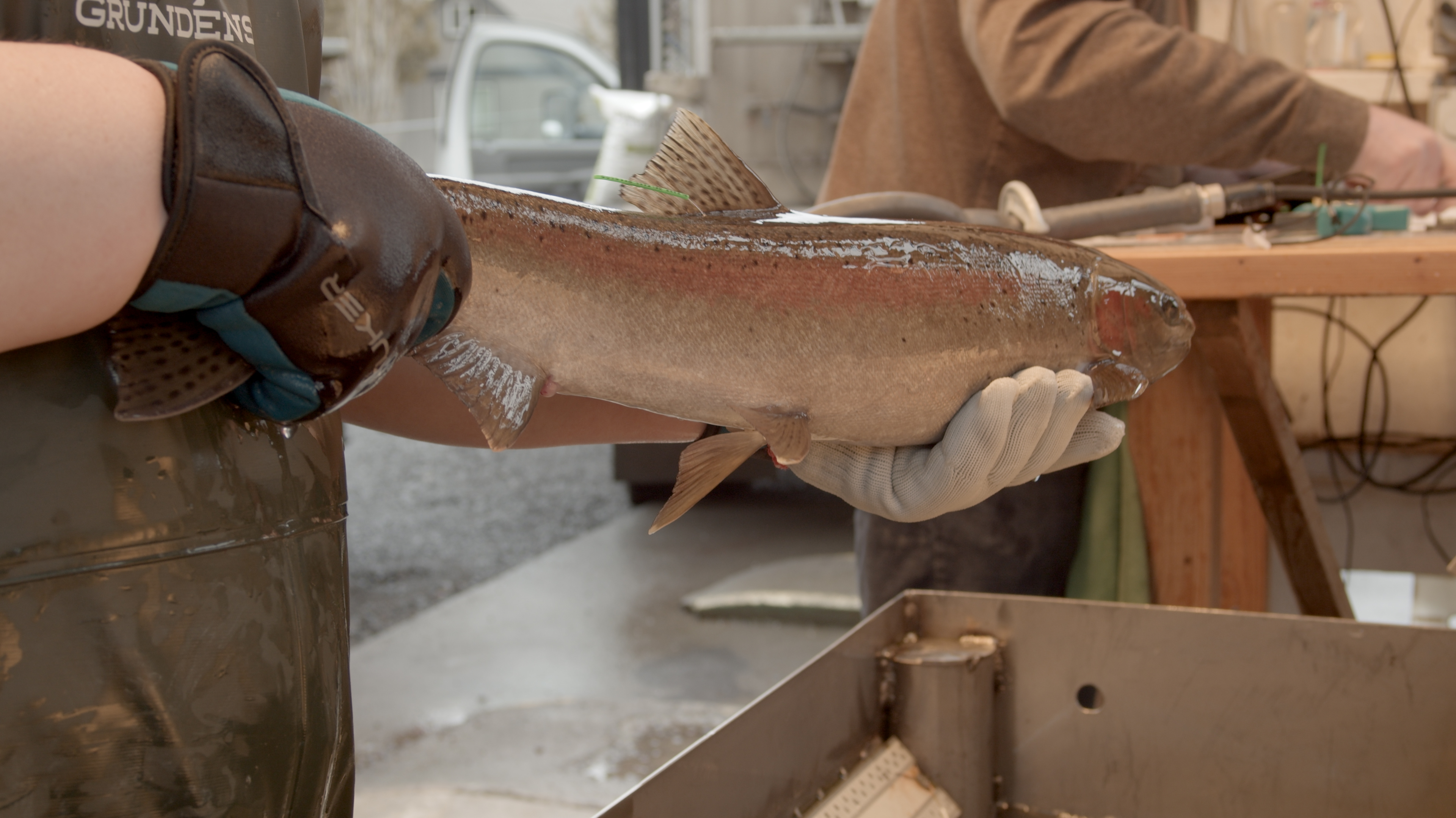 Record number of steelhead return to the Upper Deschutes | The Bulletin