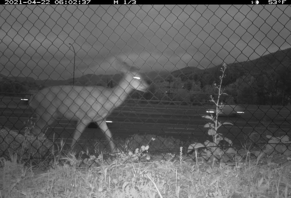 Amid roadkill epidemic, California builds world’s largest wildlife ...