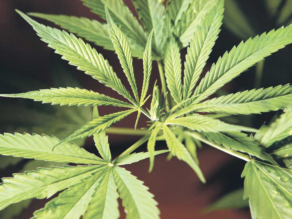 Bend marijuana shop owners react to Measure 91 passage | The Bulletin