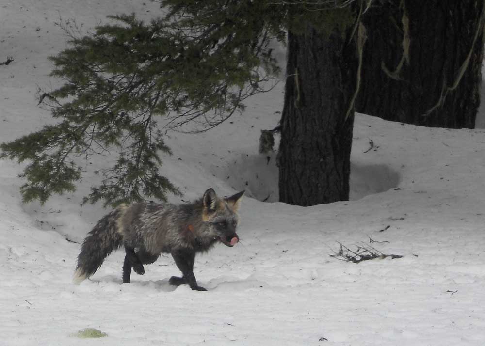 Biologists excited by discovery of red foxes in Oregon | The Bulletin