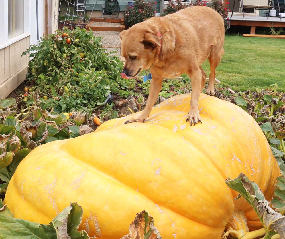 Move over Charlie Brown, Bend man grows 500-pound pumpkin | The Bulletin