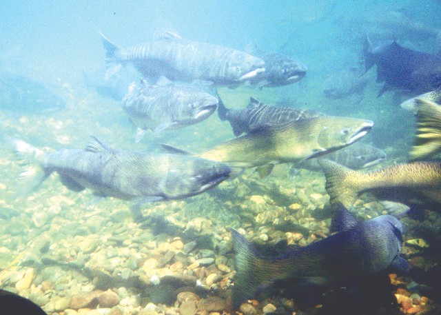 Heading outside: Head to Hood River for spring chinook; closing weekend ...