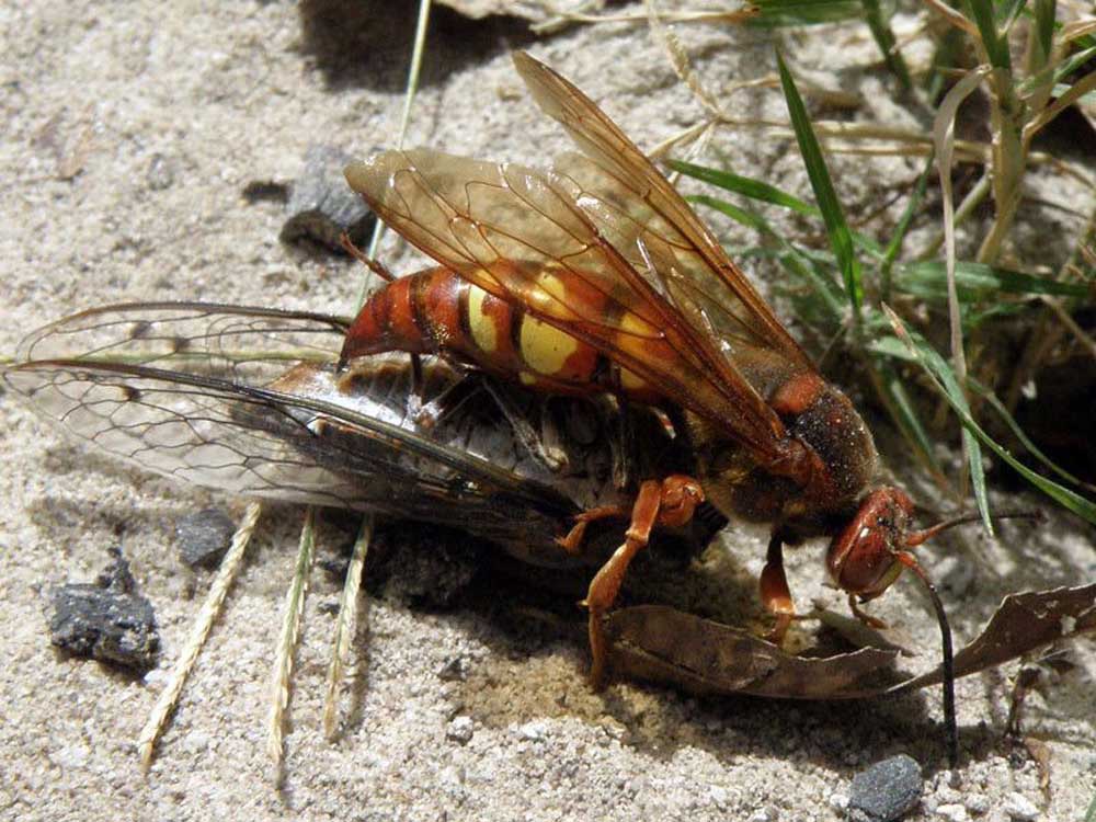 Large wasps descend on Central Oregon in search of cicadas | The Bulletin