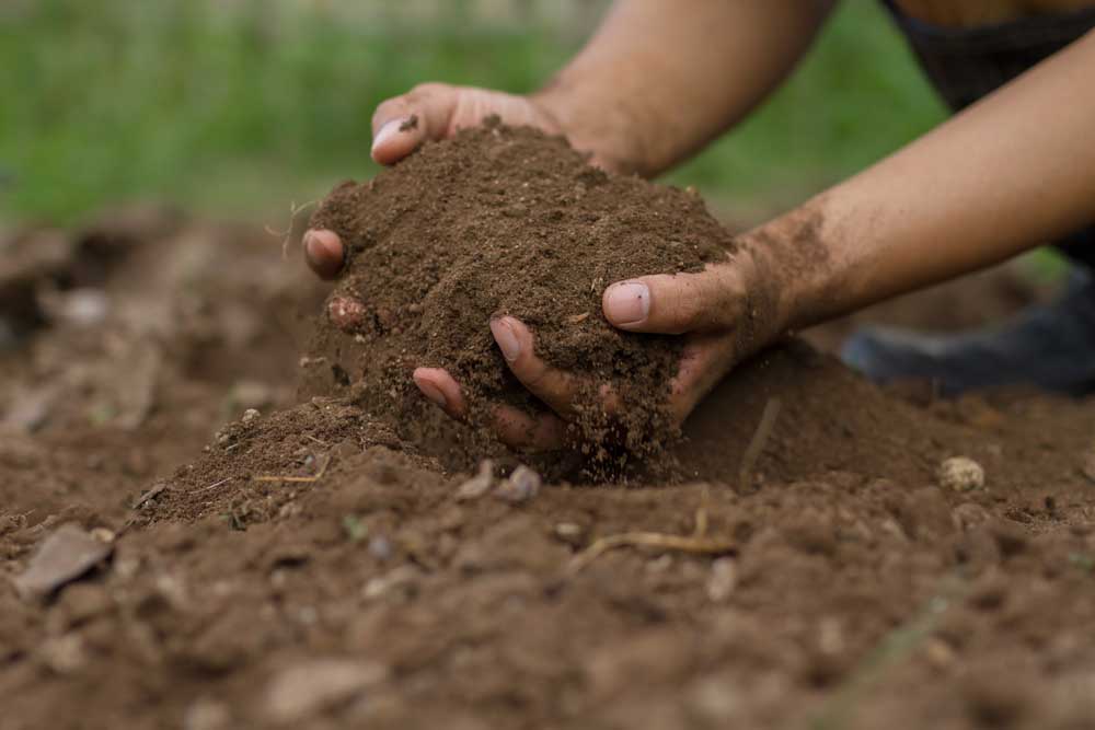 Getting the dirt on soil | The Bulletin