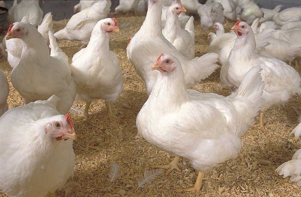 Groups file petition to reconsider permit for large chicken farm | The ...