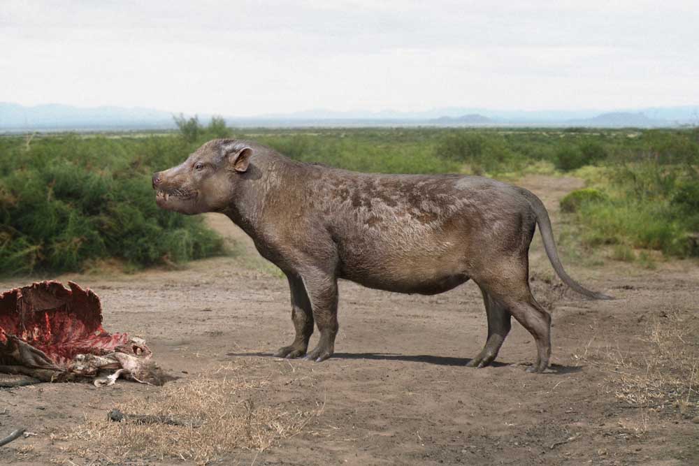 Oregon fossil found to be rare bone-crushing mammal | The Bulletin