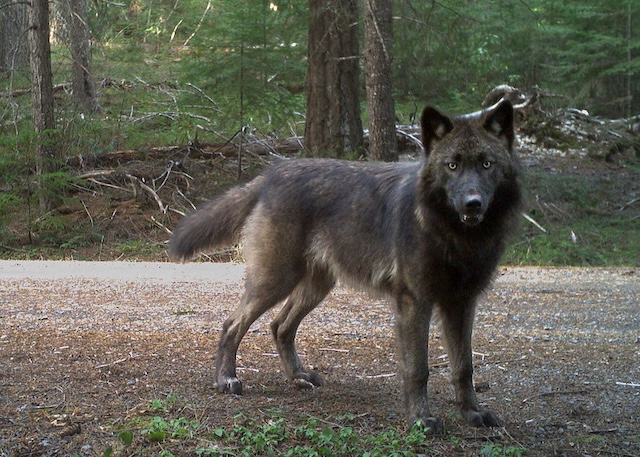 Editorial: Improving compensation for livestock killed by wolves is ...