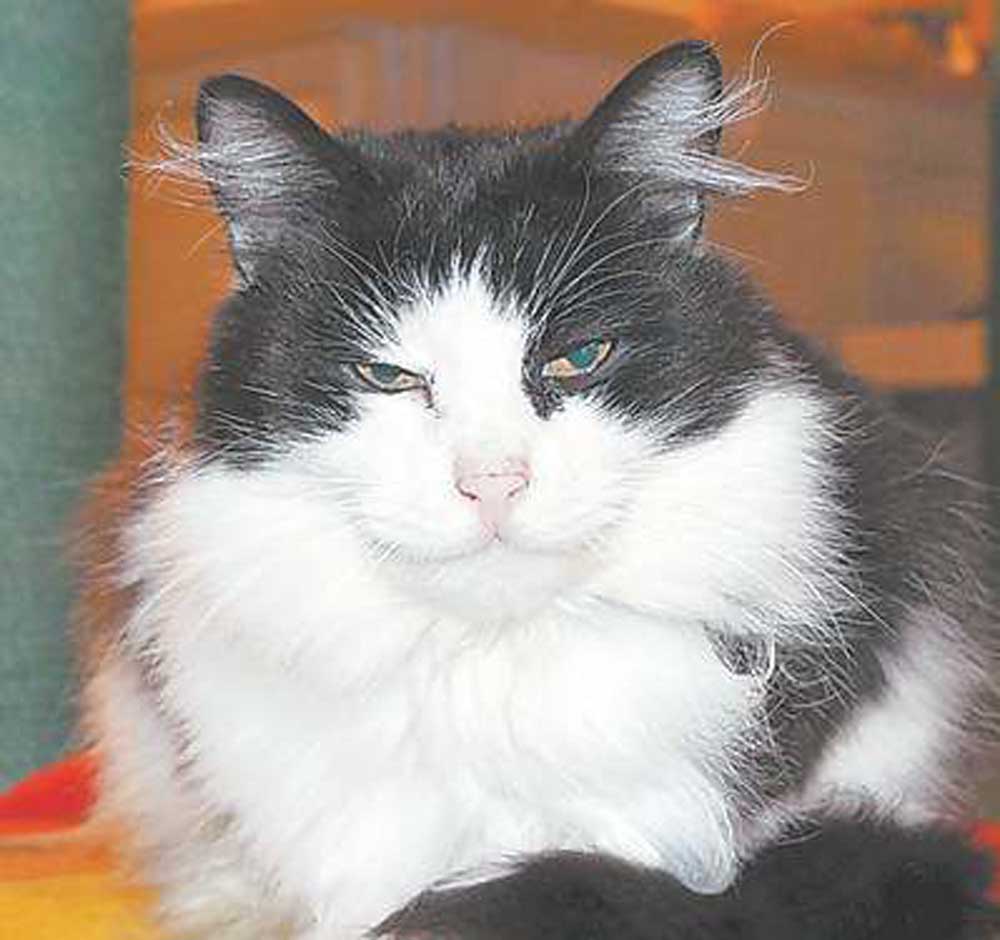 Full of ‘purrsonality’ | The Bulletin