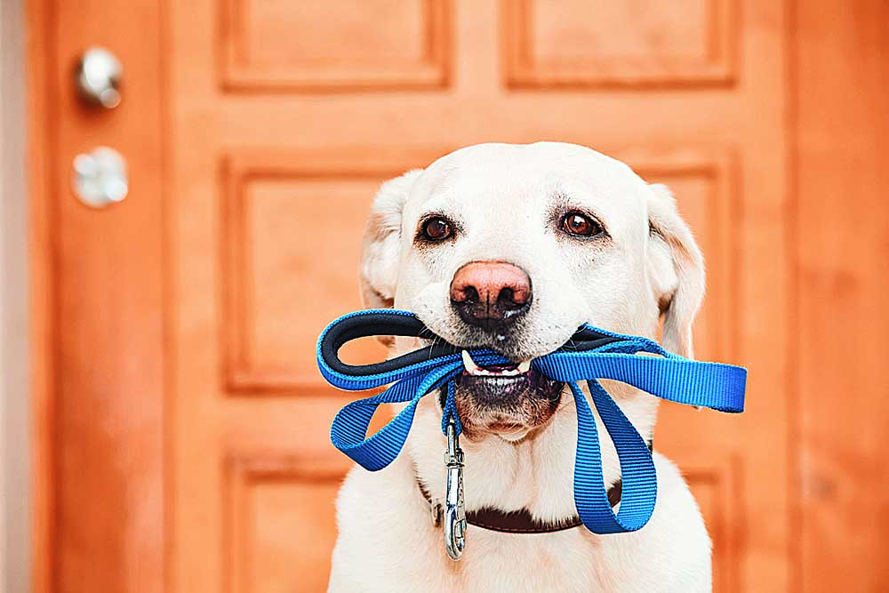 How to keep Fido calm during the fireworks | The Bulletin