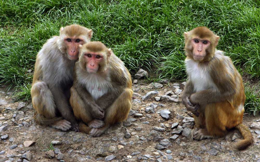 2 monkeys die in ‘tragic accident’ at controversial OHSU primate ...