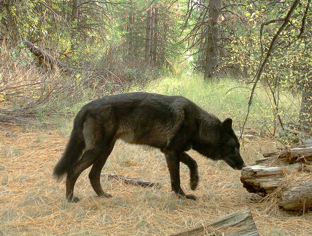 Union County wolf pack kills 12 ewe sheep | The Bulletin