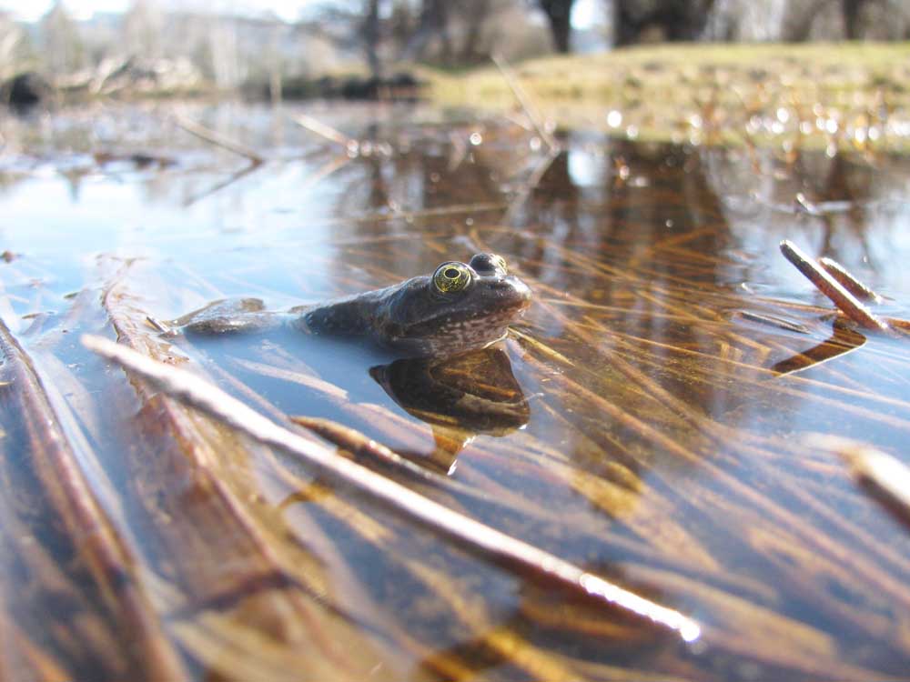 Editorial: Fight the bullfrog invaders: Help the Oregon spotted frog ...