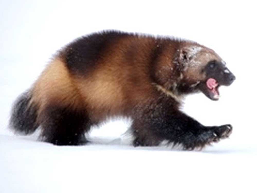 U.S. Fish and Wildlife officials seek input on wolverines | The Bulletin