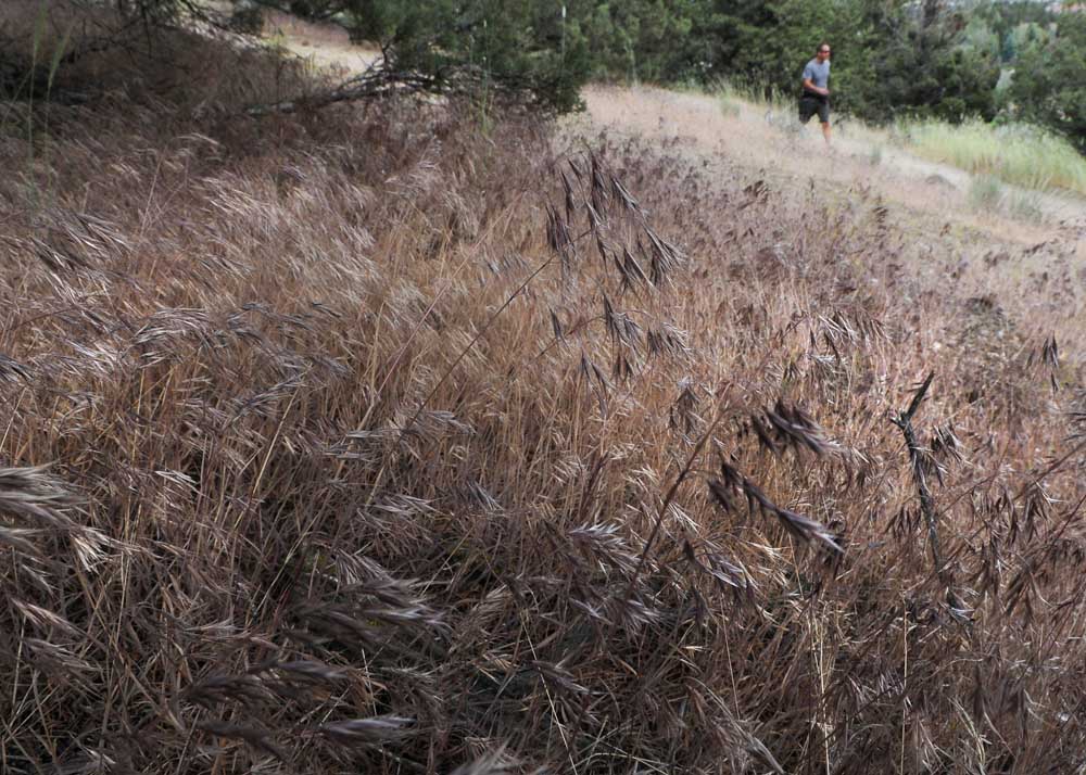 Cheatgrass returns to Central Oregon | The Bulletin