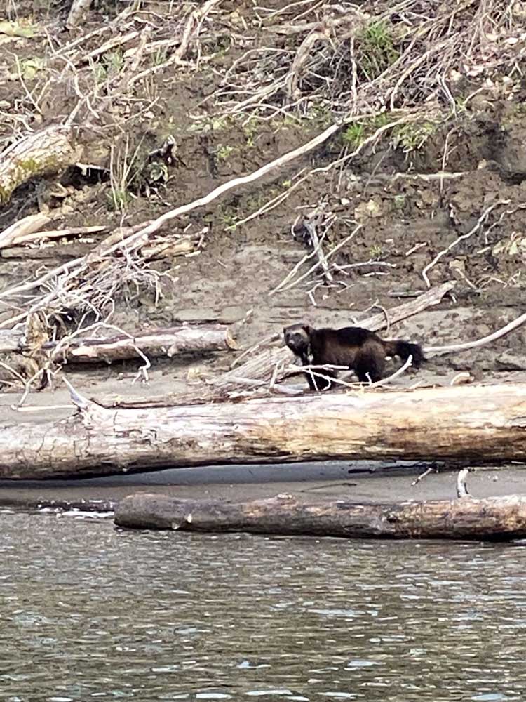 Wolverine makes rare appearance in Central Oregon, where is it going ...