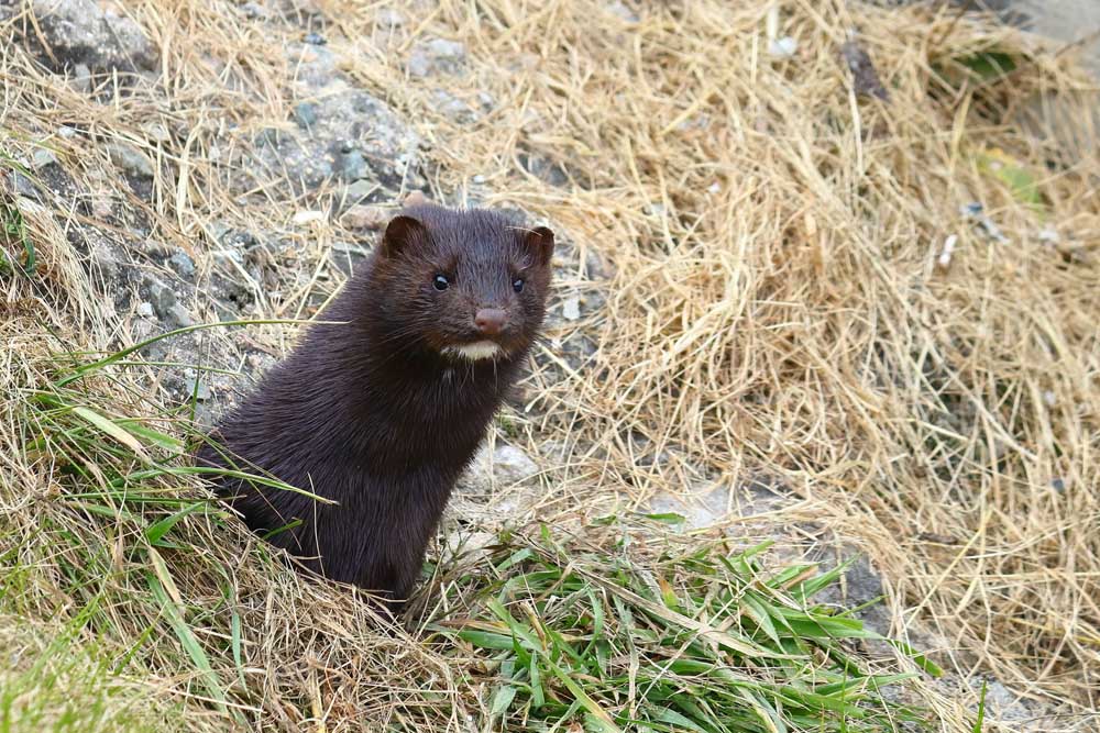 Editorial: Should Oregon have tighter regulations for raising mink ...