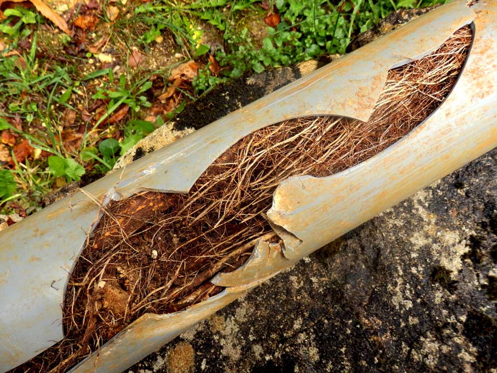 Root cause: Planting trees near utility pipes asking for trouble | The ...