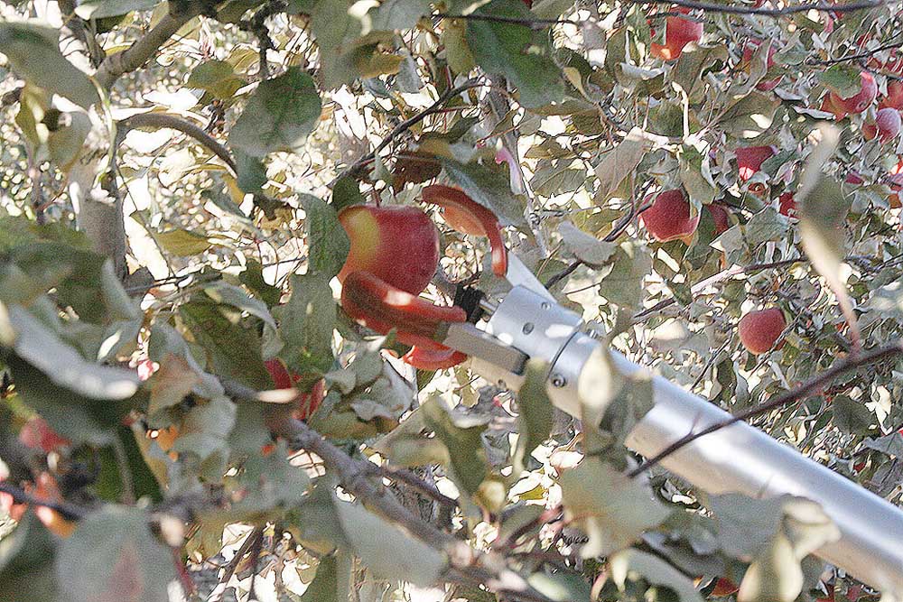 Quest for robotic apple pickers nearing fruition | The Bulletin