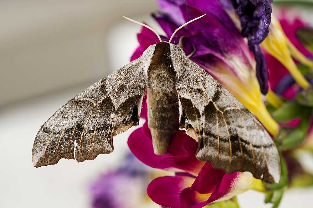 They’re back! Pandora moths flock to Bend, surrounding forests | The ...