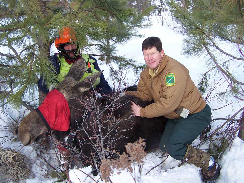 Oregon moose population higher than ever | The Bulletin