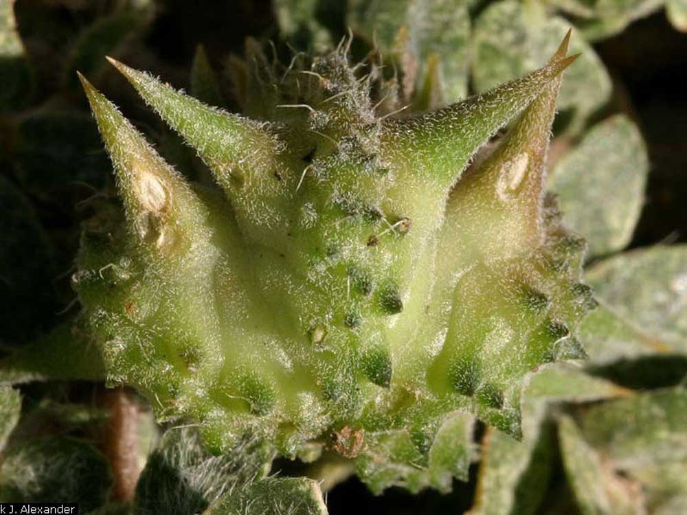 Common Central Oregon weeds | The Bulletin