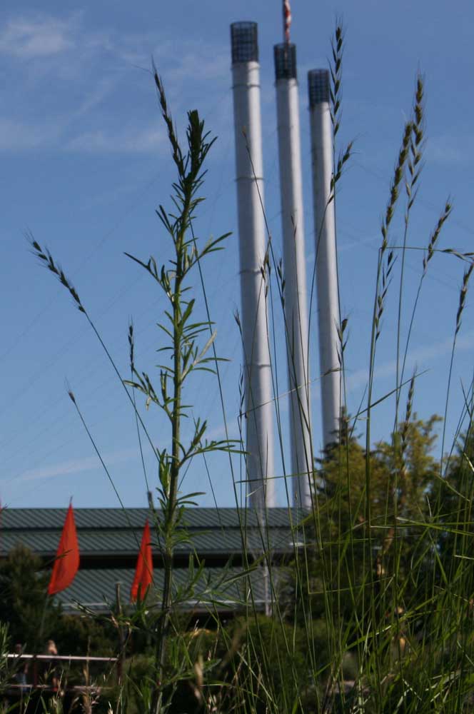 Weed-pulling effort helps save Bend’s vegetation | The Bulletin