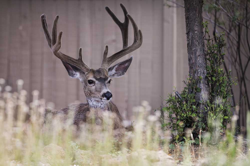After months of debate, DeBone, Adair torpedo mule deer plan | The Bulletin