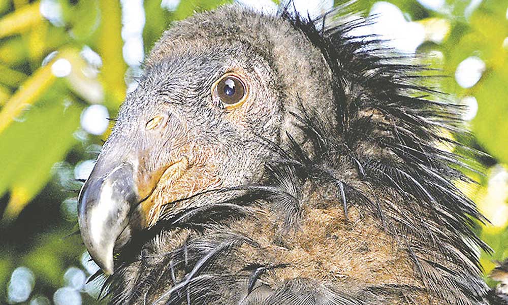 Condor deaths called major blow to species | The Bulletin