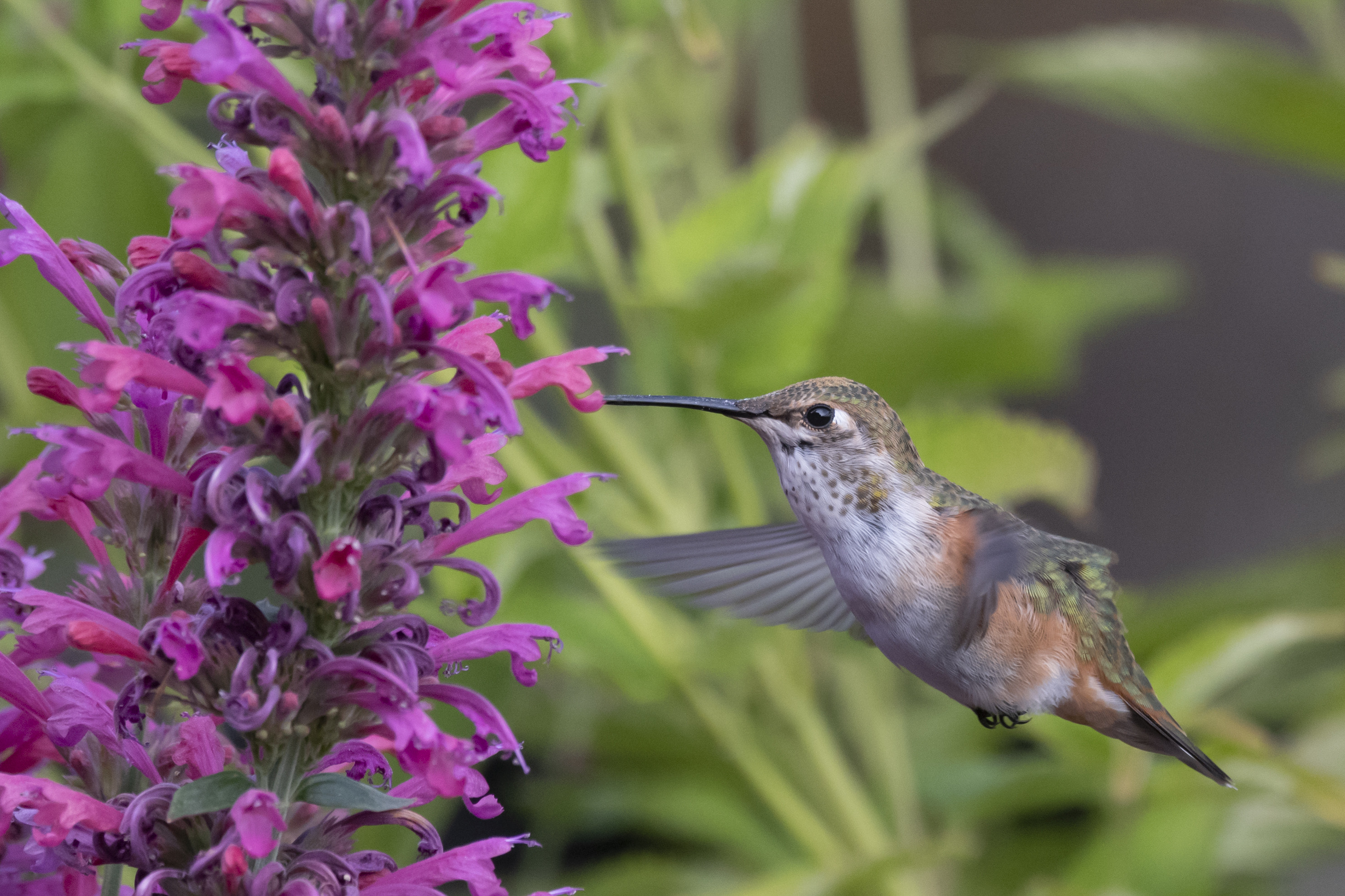 A first-of-its-kind native hummingbird garden takes root in Bend | The ...
