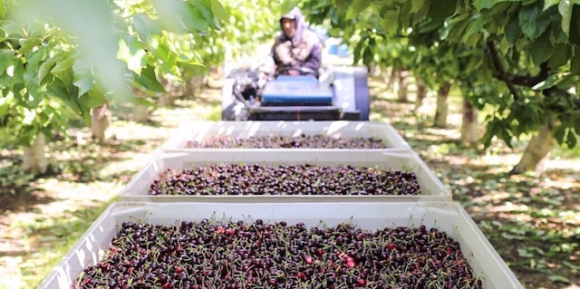 USDA report details sweet production for Northwest cherry crop | The ...