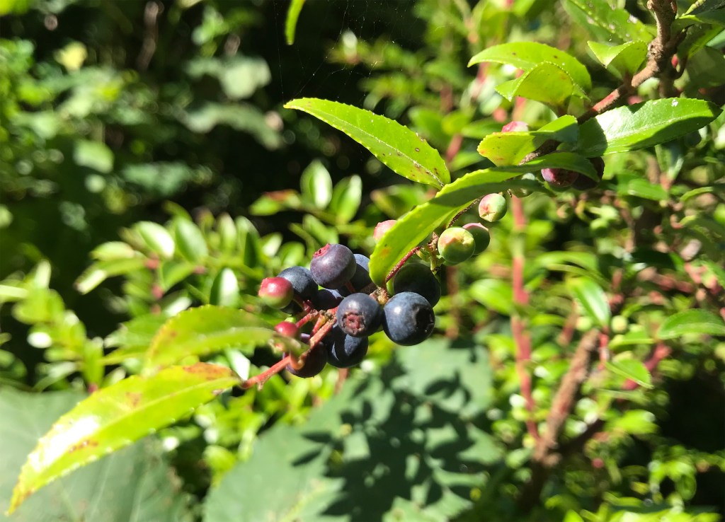 Huckleberries are in season. What do I need to know? | The Bulletin