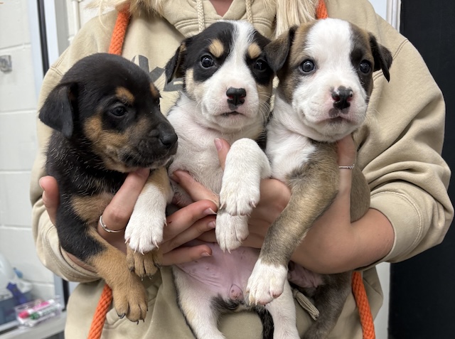 Animal welfare leaders confront ‘crisis’ of neglect in Central Oregon ...