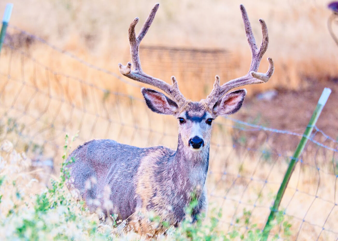 ODFW to consider changes to mule deer hunting starting in 2026 | The ...