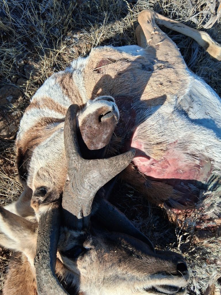 Rare rescue: Baker County man frees pronghorn buck trapped with dead ...
