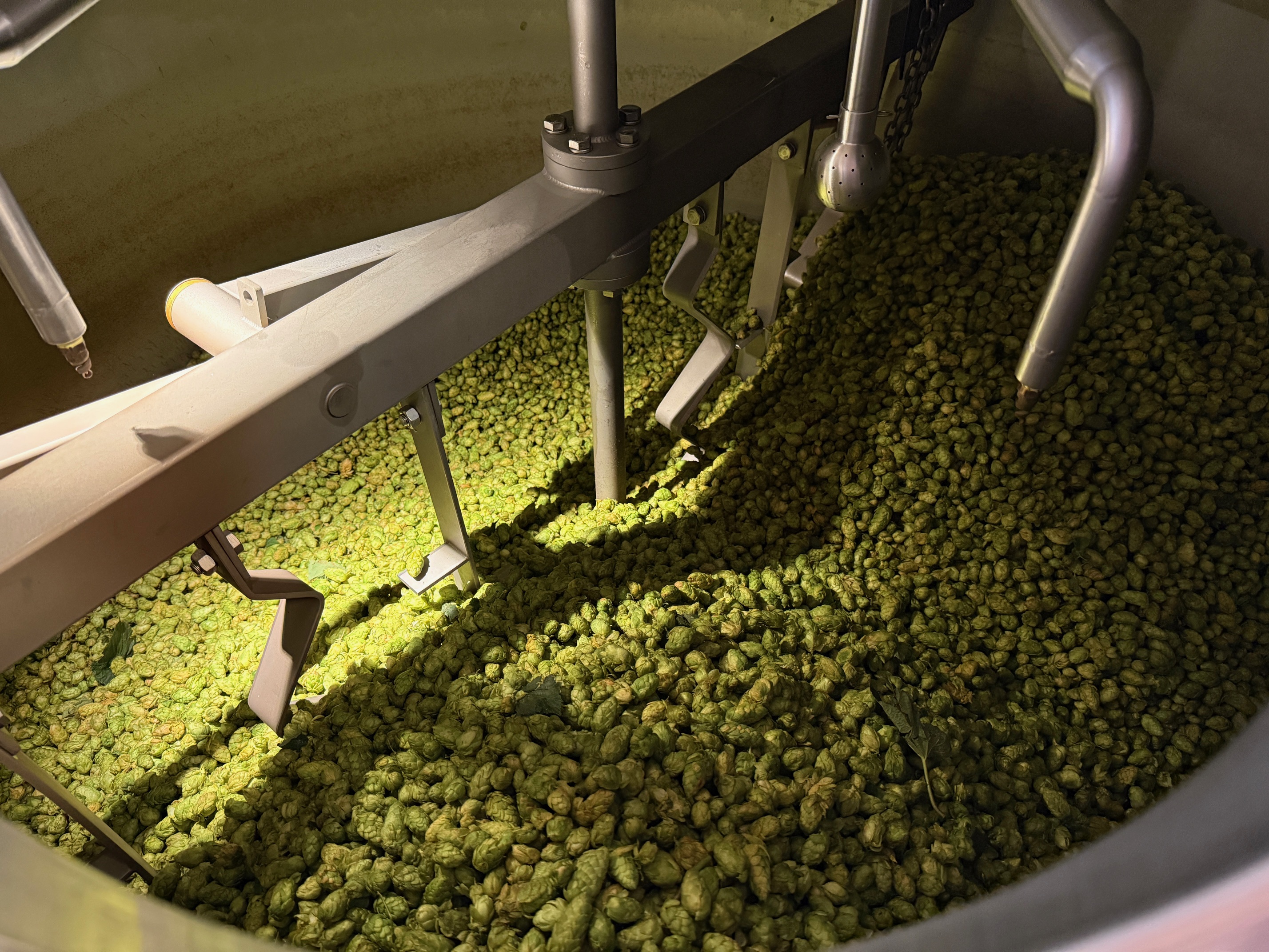 Are beers made with fresh hops better? New study seeks participants for ...