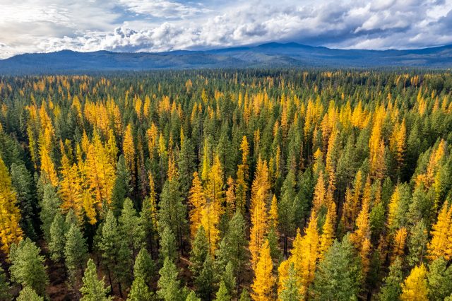 Guest column: On the lookout for larch, a deciduous conifer that’s ...