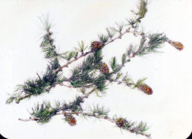 Guest column: On the lookout for larch, a deciduous conifer that’s ...